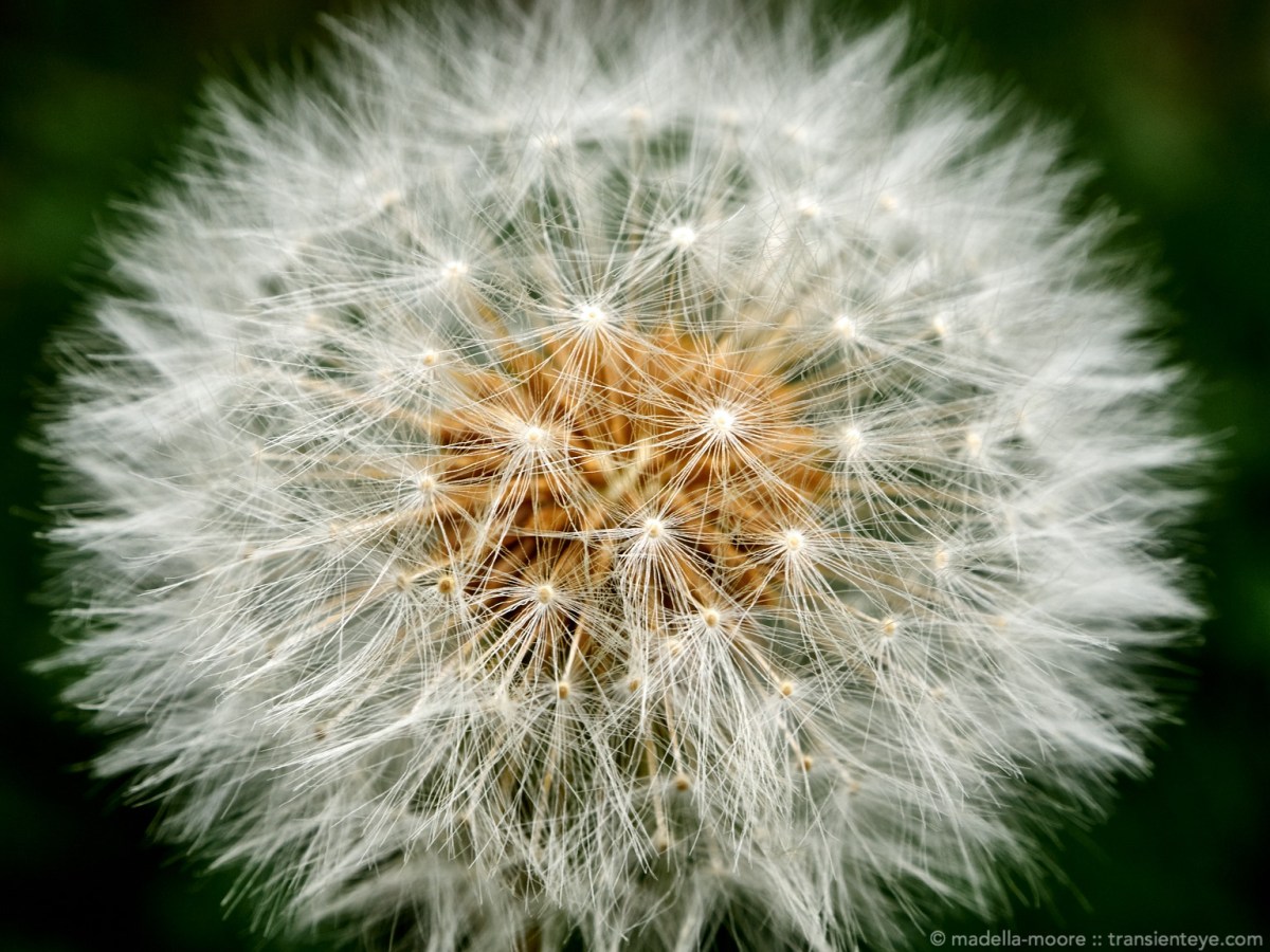 Seed… – Transient Eye